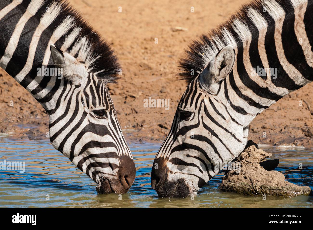 Animal on the coat of arms of botswana hi-res stock photography and ...