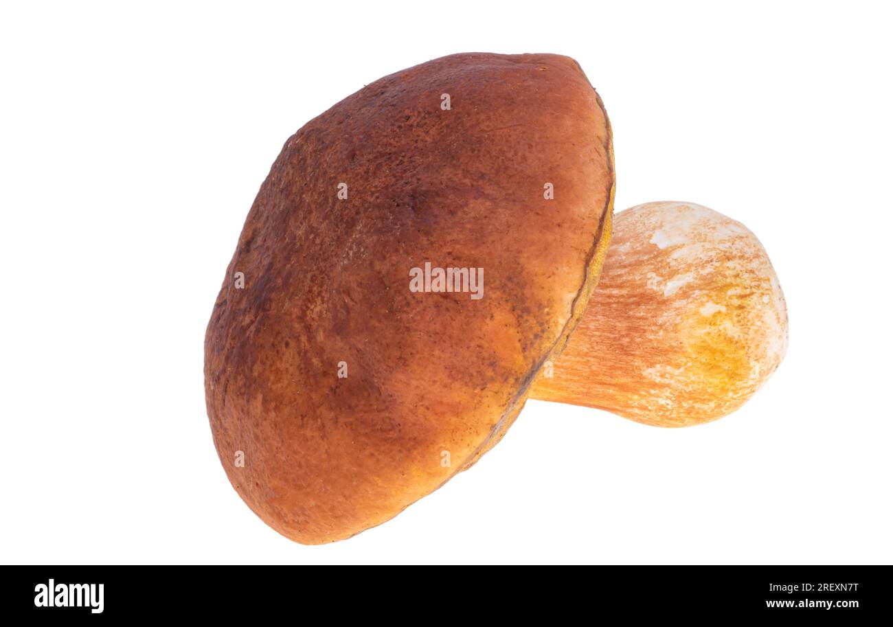 Ceps isolated on white background Stock Photo - Alamy