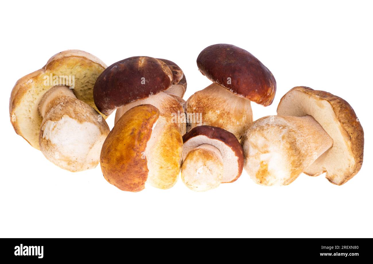Ceps isolated on white background Stock Photo - Alamy