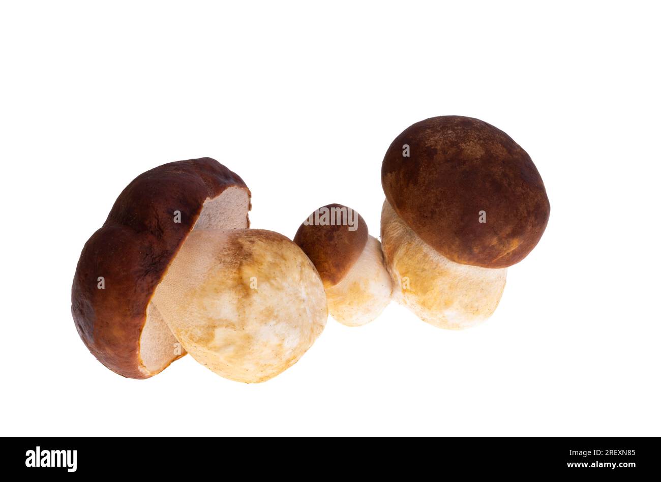 Ceps isolated on white background Stock Photo - Alamy