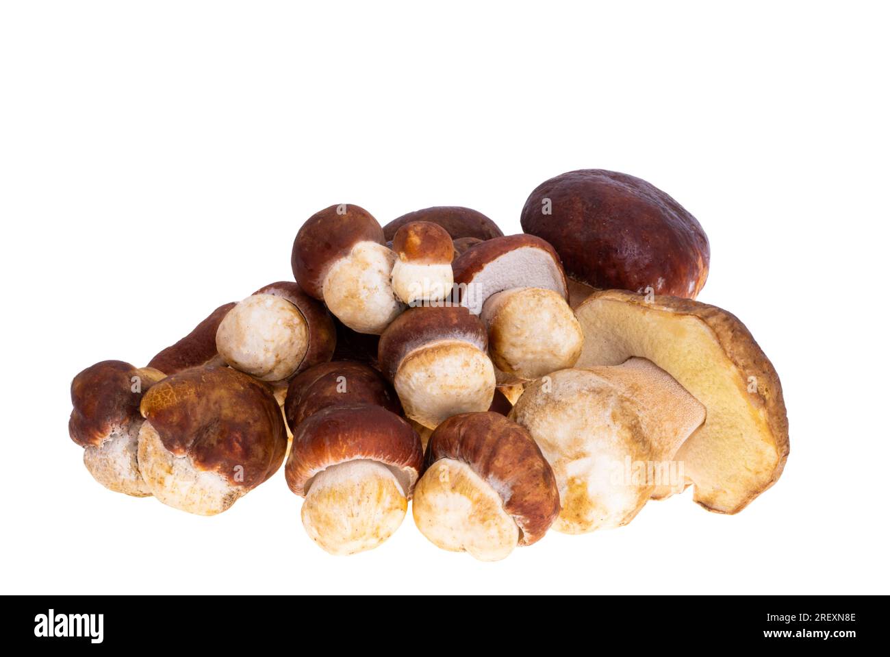 Ceps isolated on white background Stock Photo - Alamy