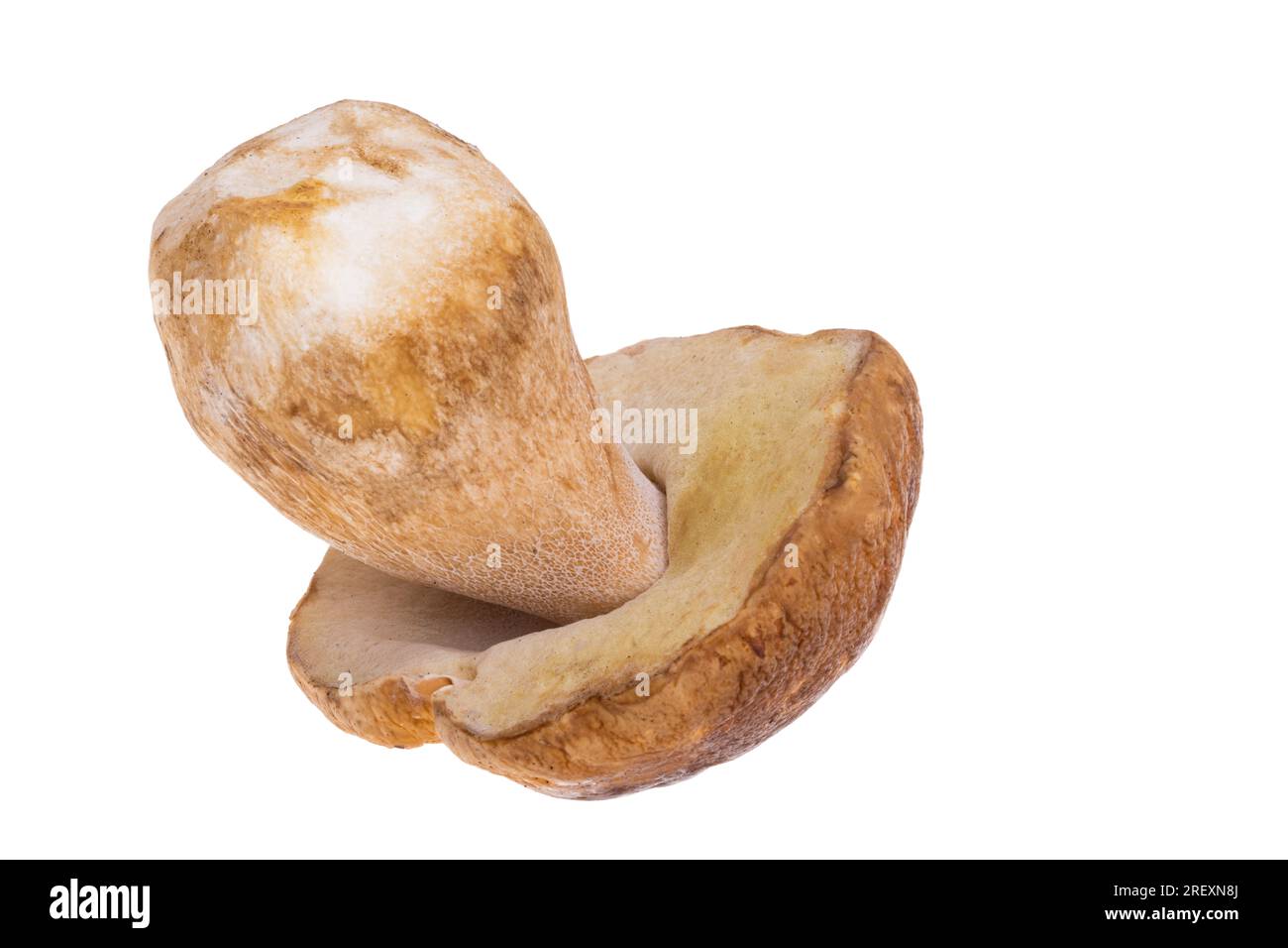 Ceps isolated on white background Stock Photo - Alamy