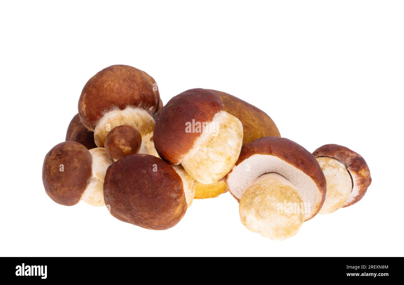 Ceps isolated on white background Stock Photo - Alamy
