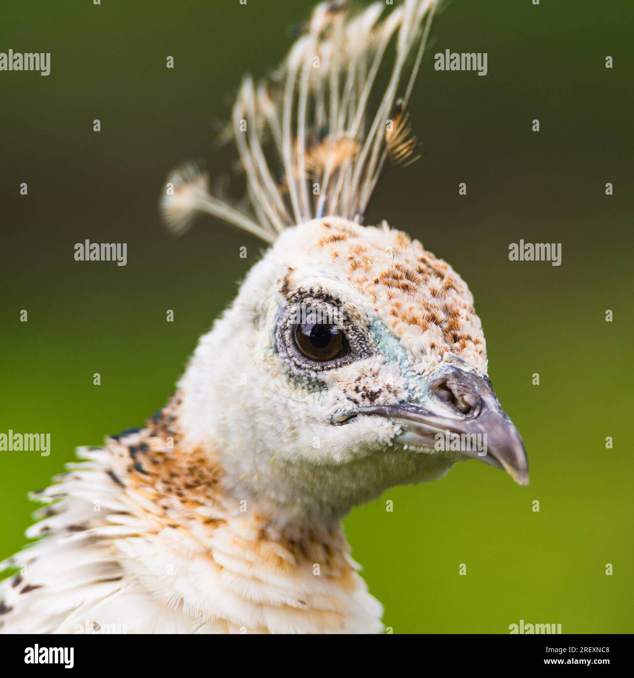 Portrait of Female Indian Peafowl, Pavo cristatus Stock Photo - Alamy