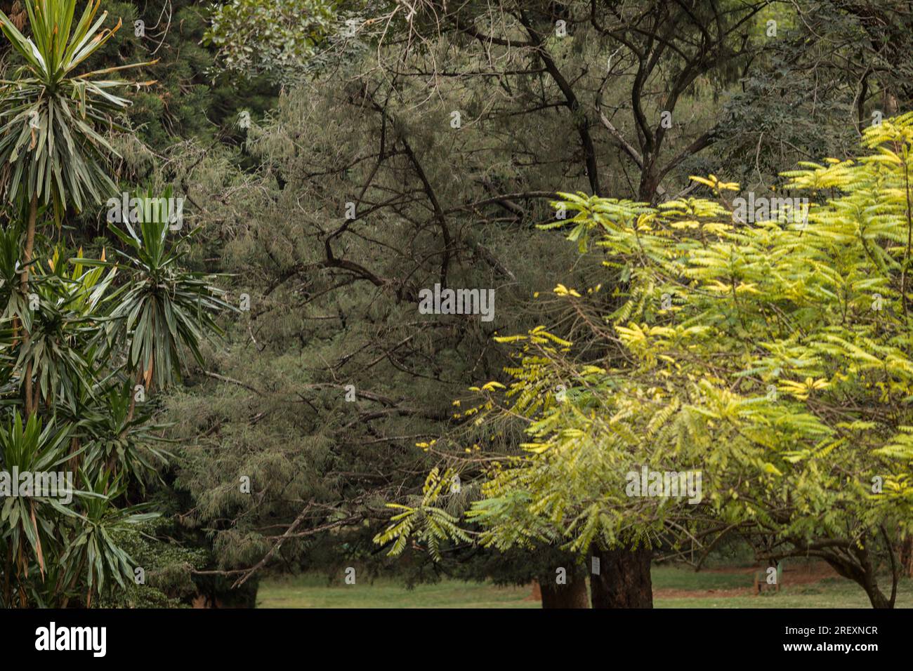 Nairobi arboretum hi-res stock photography and images - Alamy