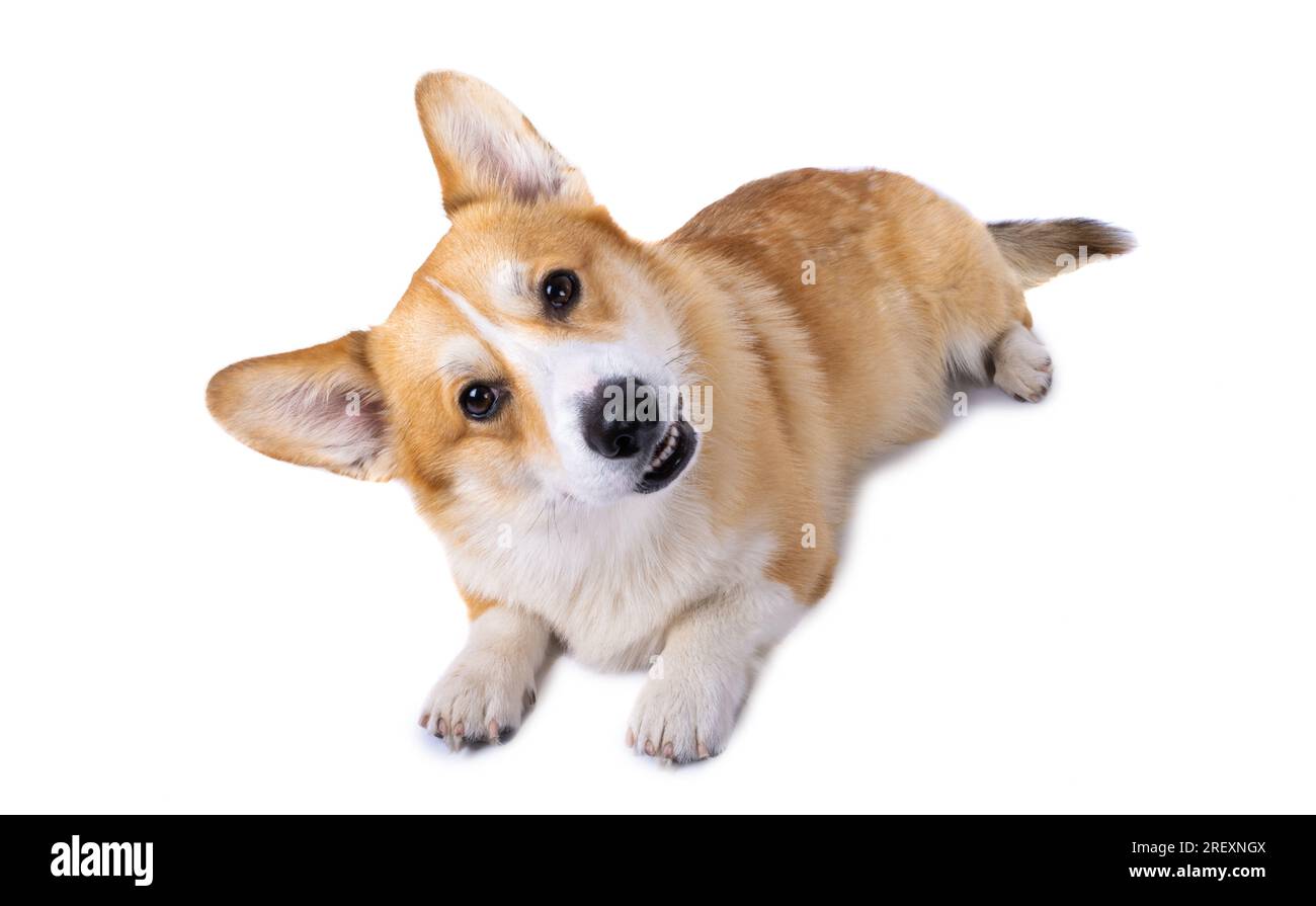corgi welsh pembroke isolated on white background Stock Photo - Alamy