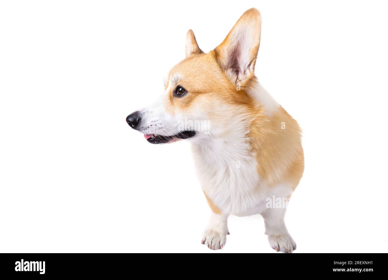 corgi welsh pembroke isolated on white background Stock Photo - Alamy