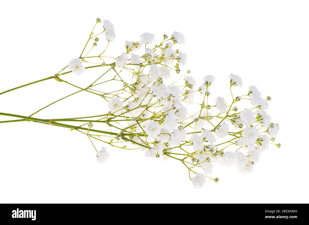 Gypsophila isolated hi-res stock photography and images - Alamy