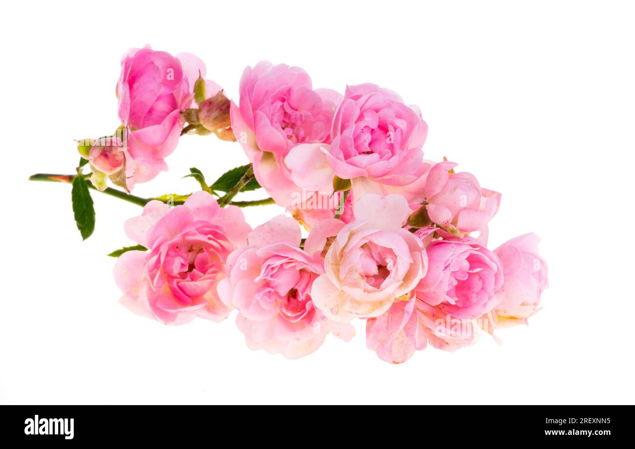 pink small rose isolated on white background Stock Photo - Alamy