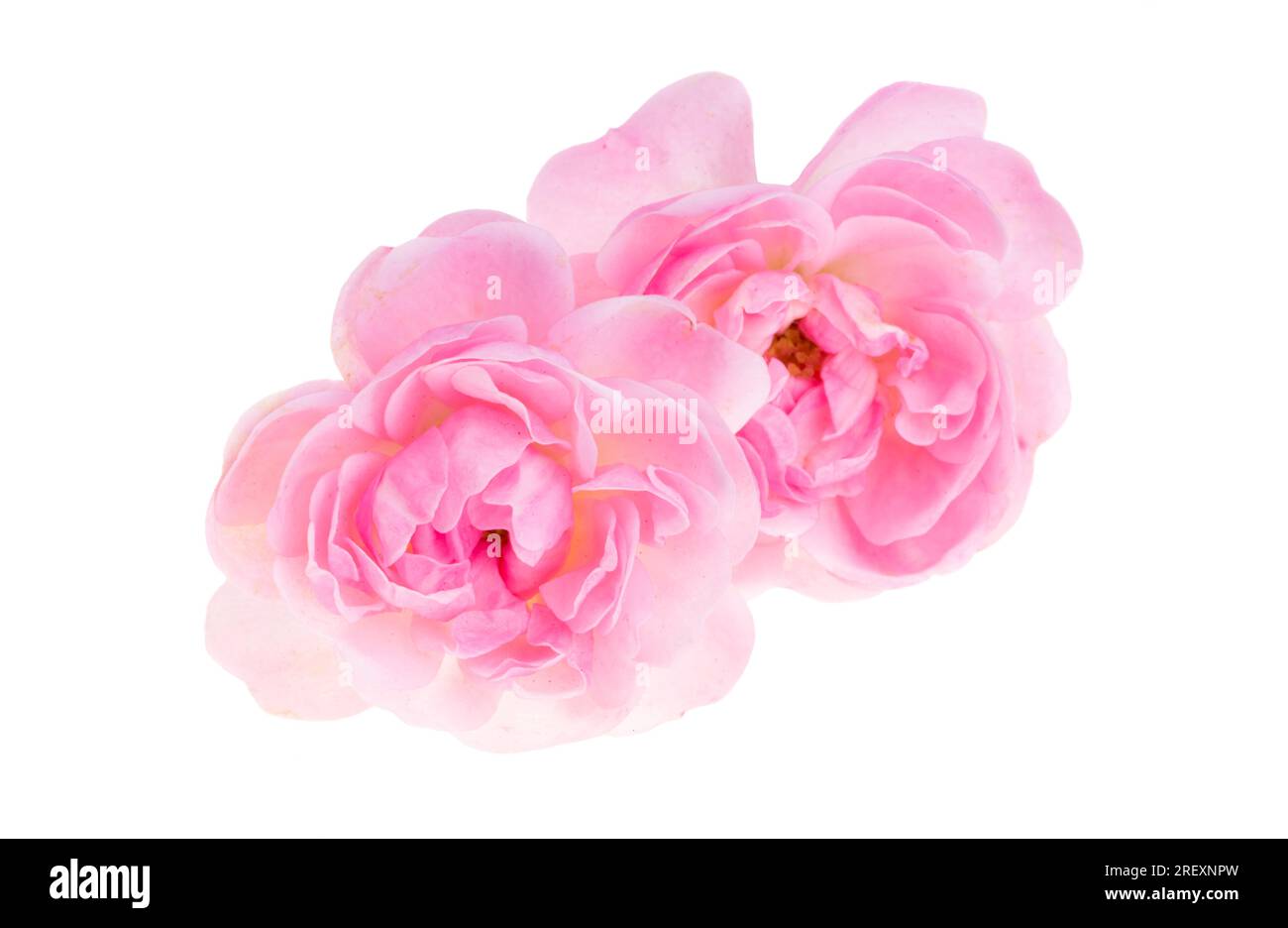 Pink small rose hi-res stock photography and images - Alamy