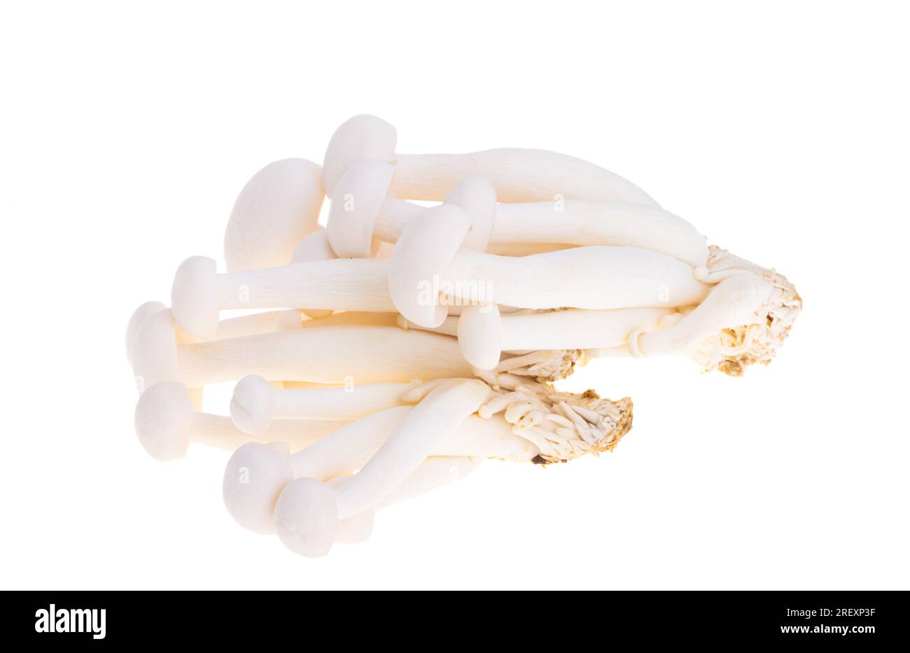 japanese shimeji mushrooms isolated on white background Stock Photo - Alamy