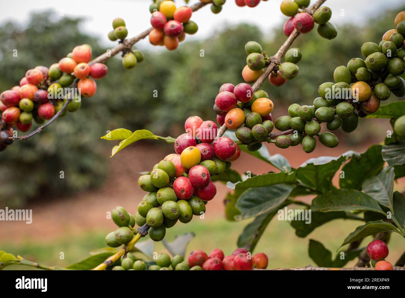 Coffee Farm Farming In Kenya Green Red Beans Ripe Arabica In Ruiru ...