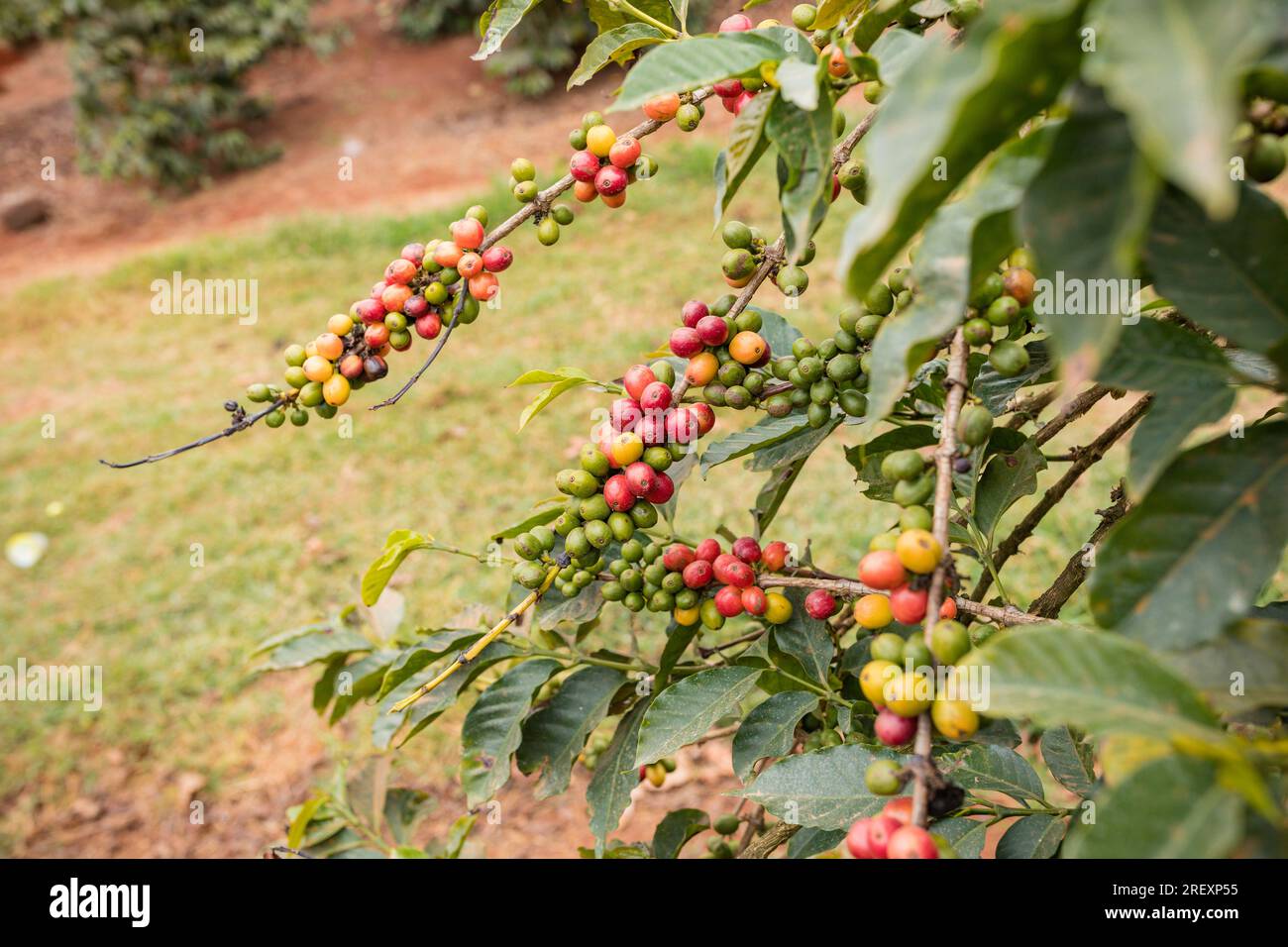 Coffee Farm Farming In Kenya Green Red Beans Ripe Arabica In Ruiru ...