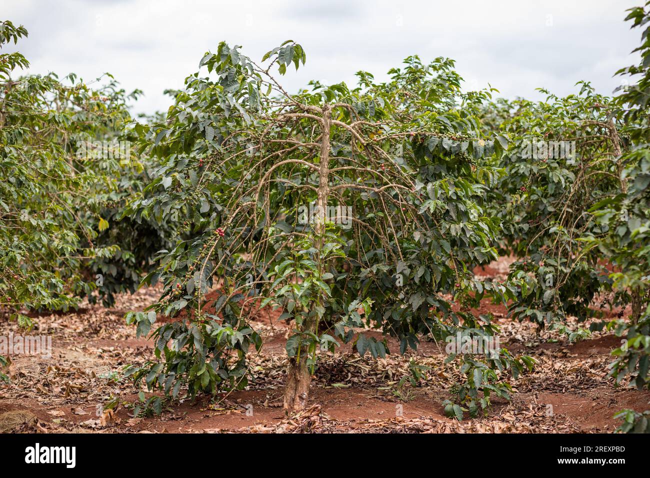 Coffee Farm Farming In Kenya Green Red Beans Ripe Arabica In Ruiru ...