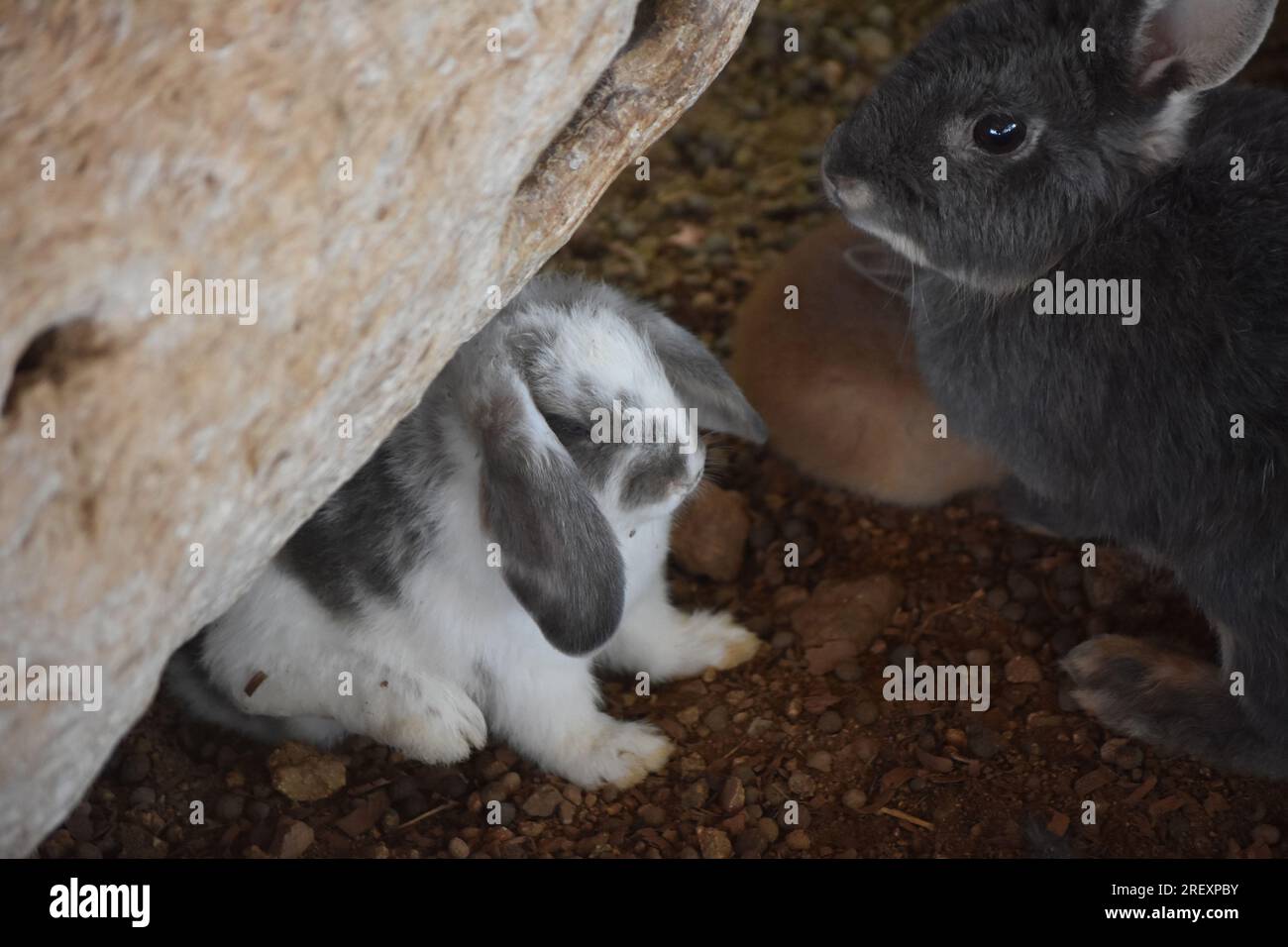 Adorable pair of baby bunnies one all gray and one white and gray Stock ...