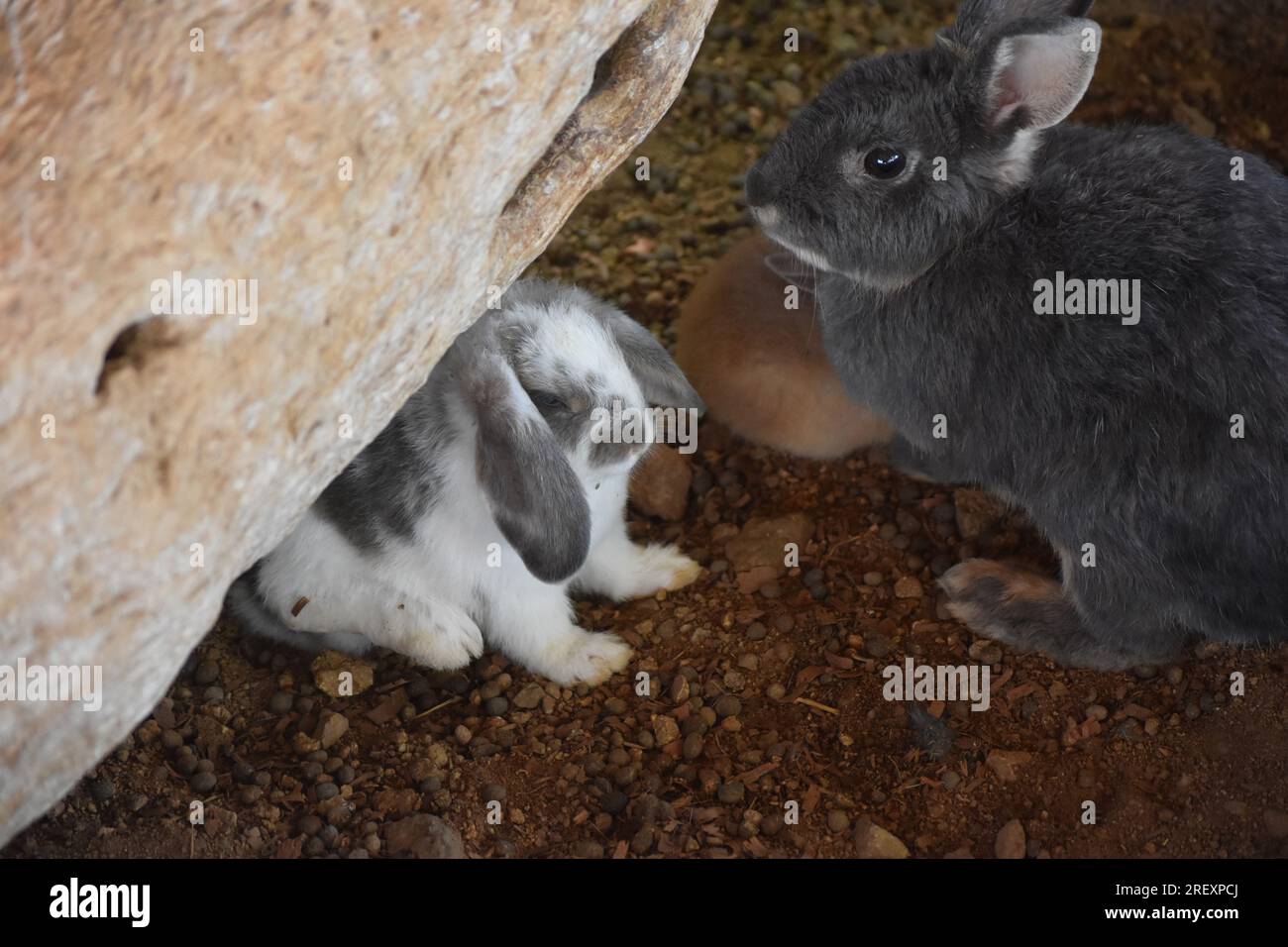 Hiding under a rock hi-res stock photography and images - Alamy