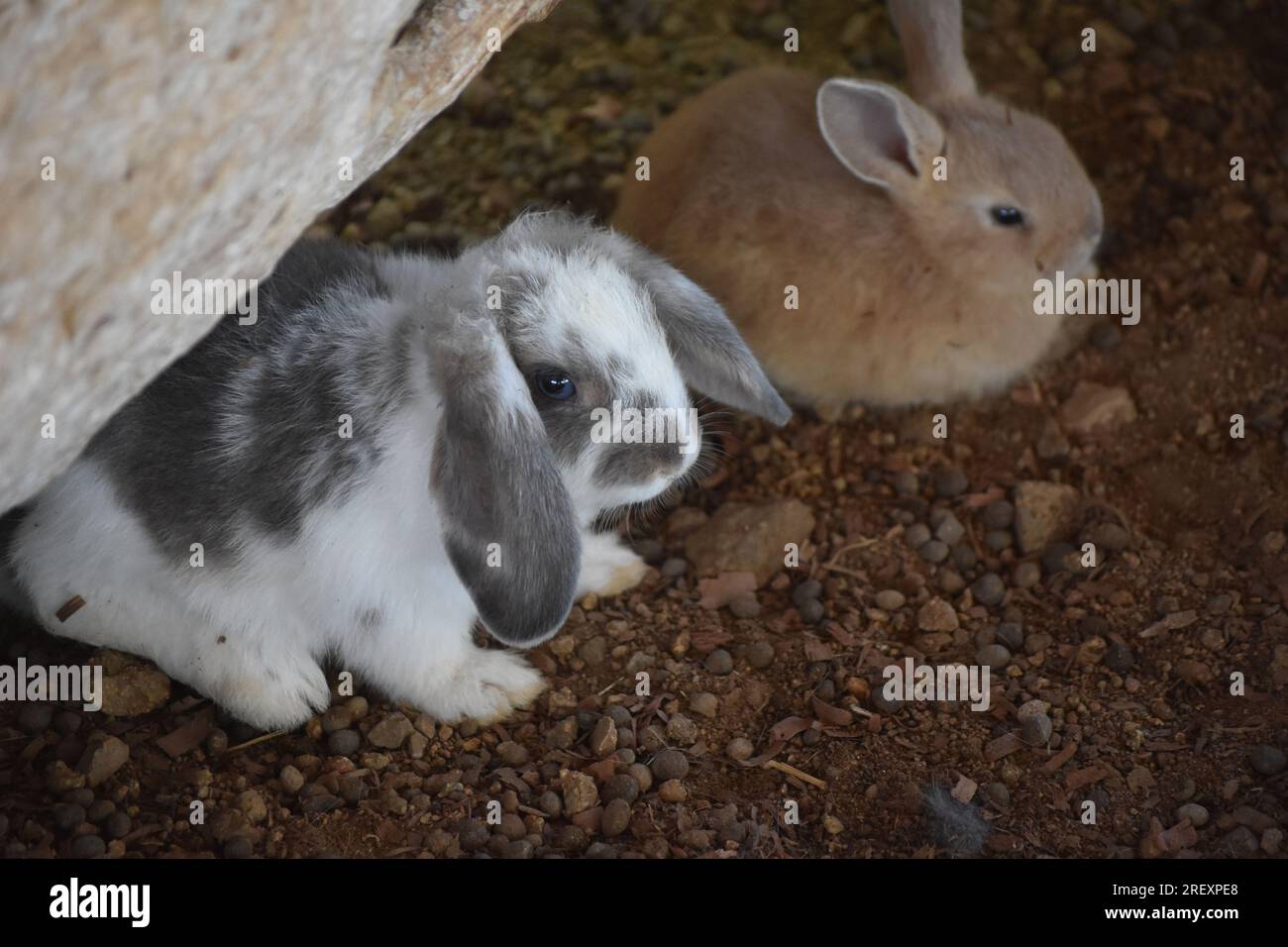 Pair of baby rabbits hiding underneath a rock Stock Photo - Alamy