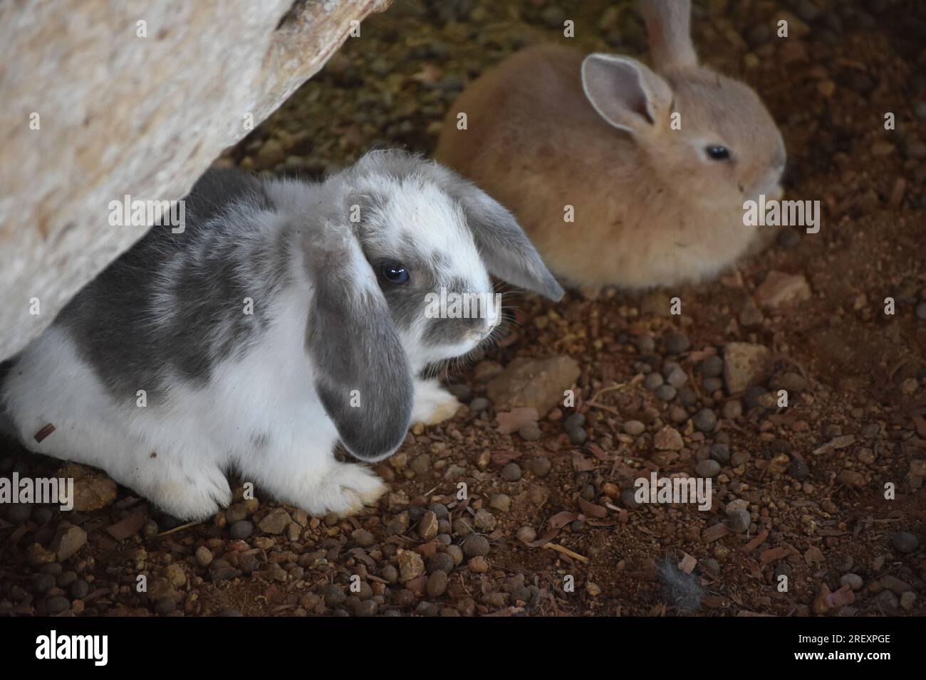 Two rabbits rock hi-res stock photography and images - Alamy