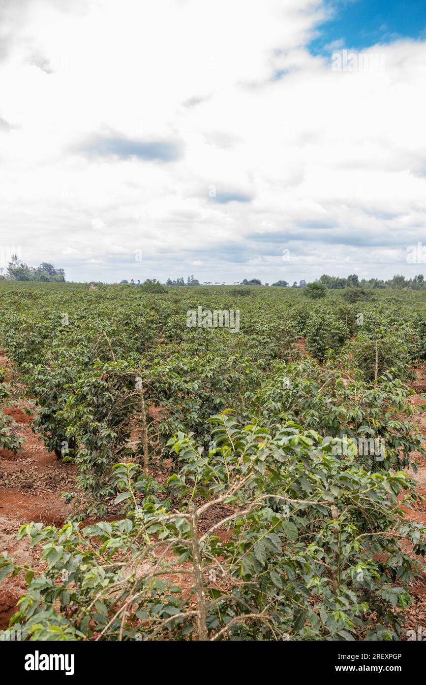 Coffee Farm Farming In Kenya Green Red Beans Ripe Arabica In Ruiru ...
