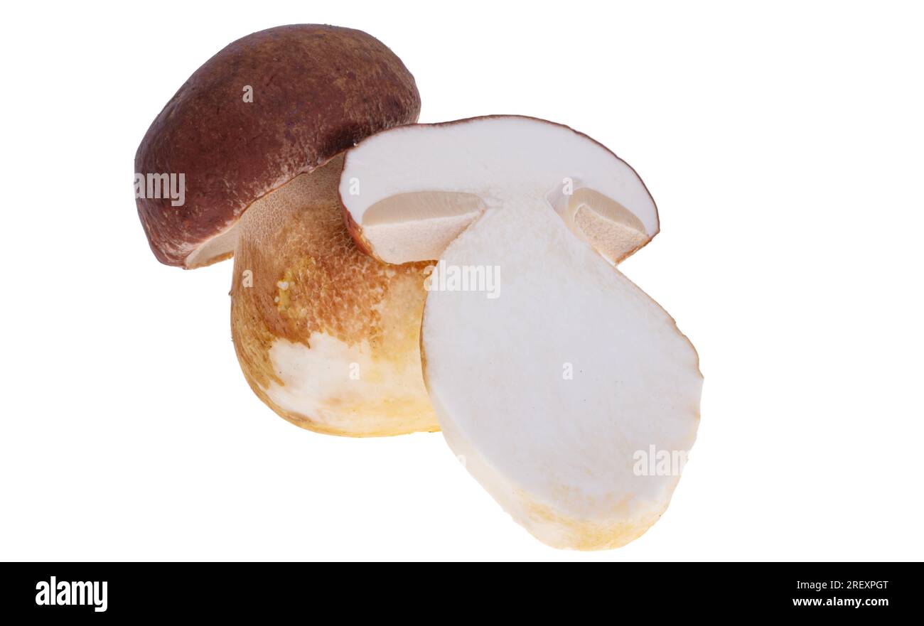 Ceps isolated on white background Stock Photo - Alamy