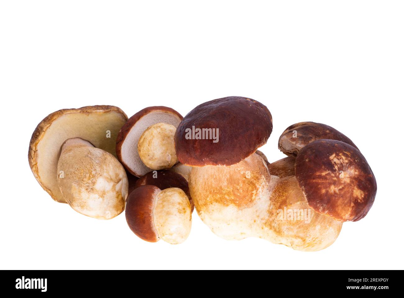 Ceps isolated on white background Stock Photo - Alamy