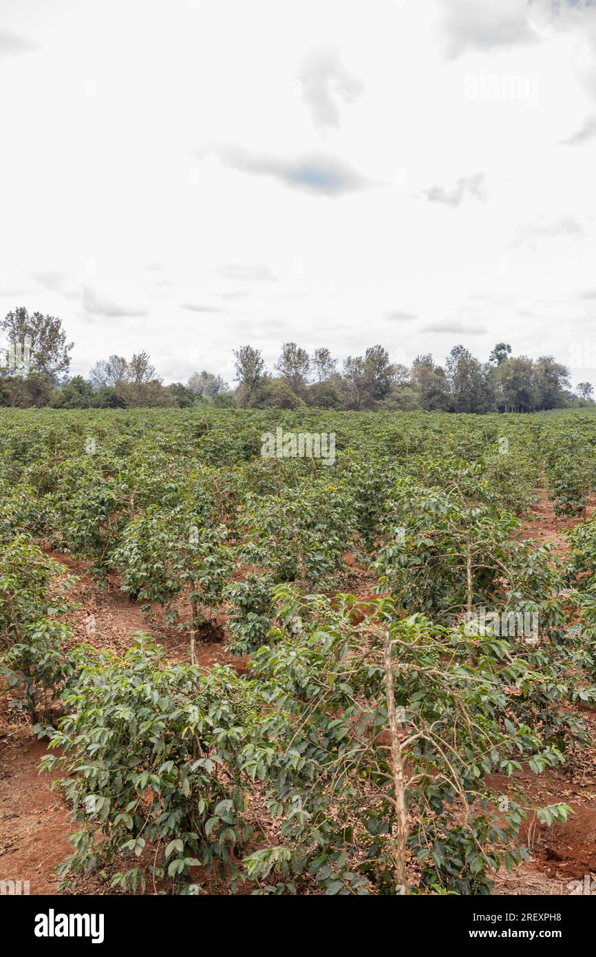 Coffee Farm Farming In Kenya Green Red Beans Ripe Arabica In Ruiru ...