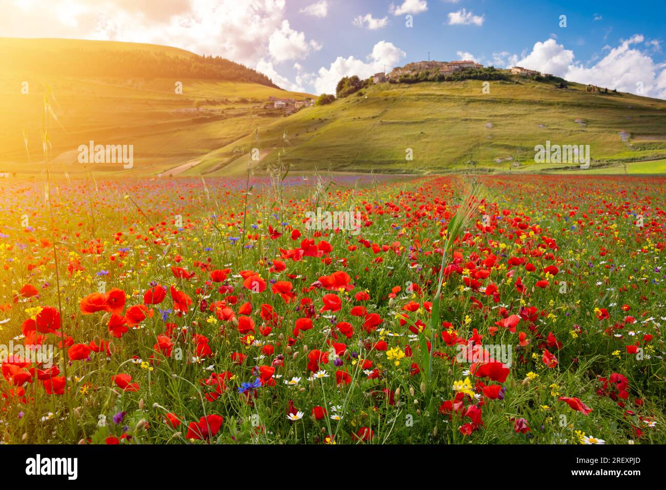 Summer meadow of wild flowers and a small town on a hill in Italy Stock ...