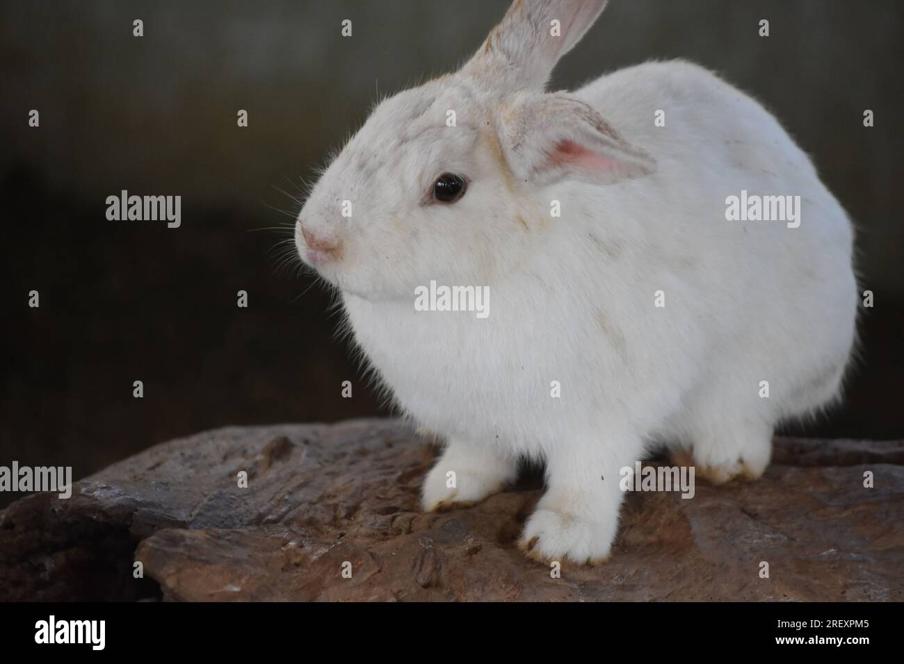 Gorgeous fluffy white rabbit sitting on a rock Stock Photo - Alamy