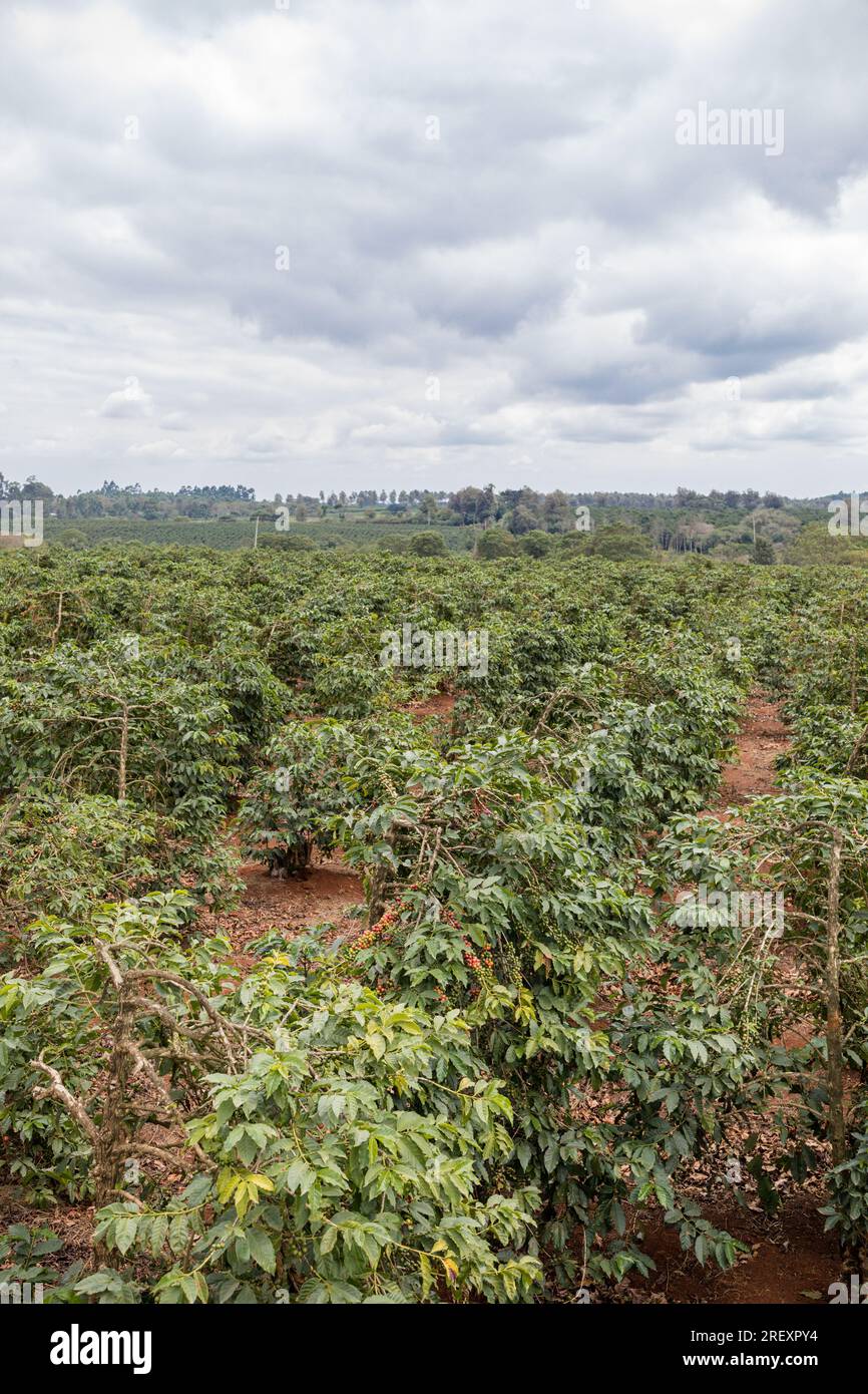 Coffee Farm Farming In Kenya Green Red Beans Ripe Arabica In Ruiru ...