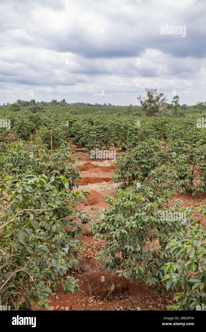 Coffee Farm Farming In Kenya Green Red Beans Ripe Arabica In Ruiru ...