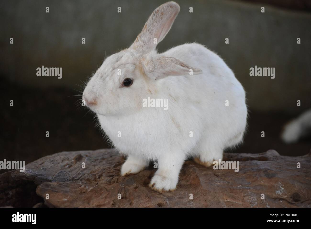Adorable fluffy white bunny rabbit sitting on a large log Stock Photo ...