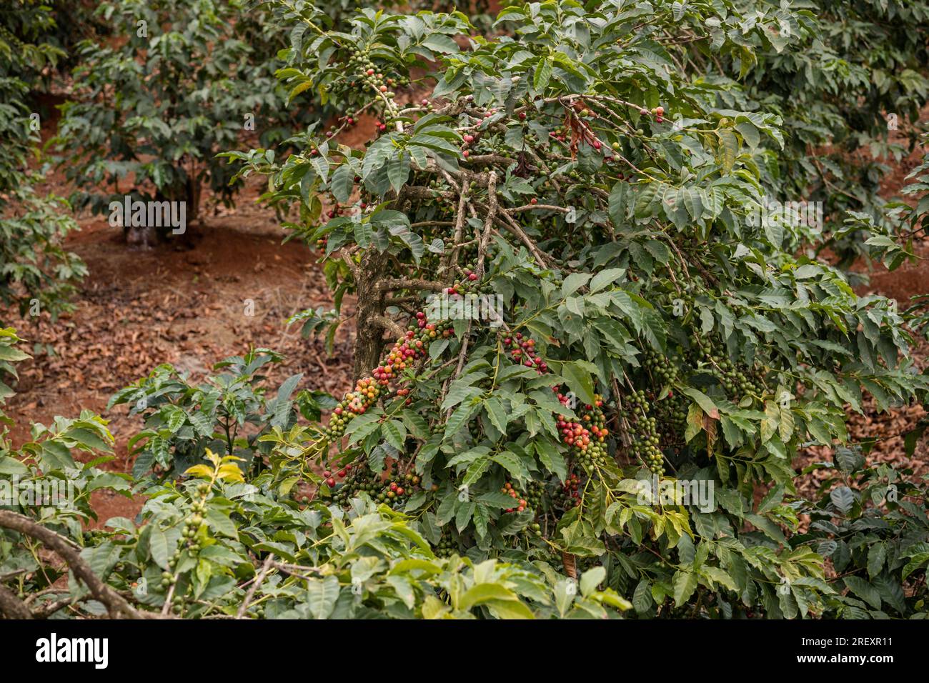 Coffee Farm Farming In Kenya Green Red Beans Ripe Arabica In Ruiru ...