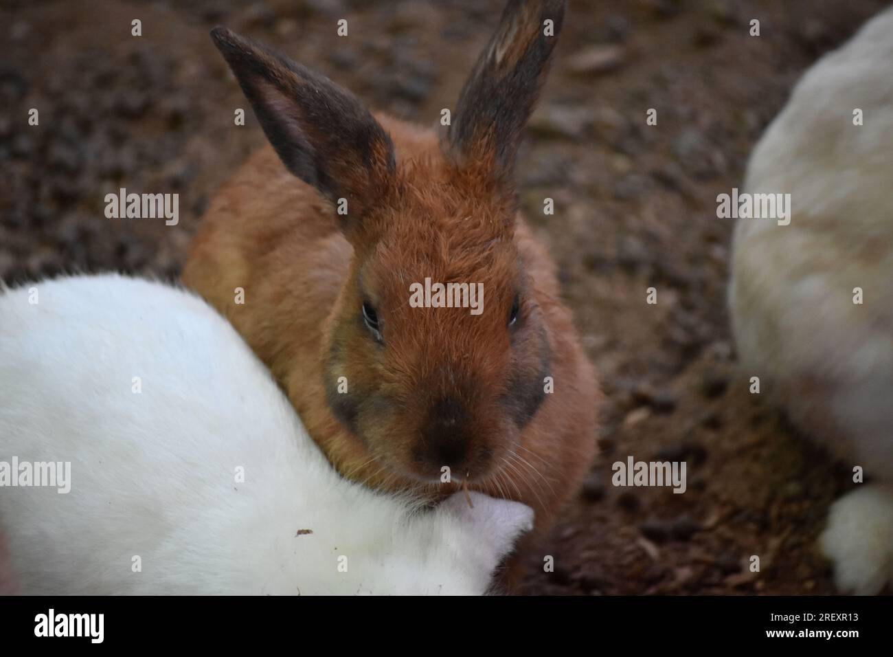Really cute young brown bunny rabbit with dark grey fur on his ears ...
