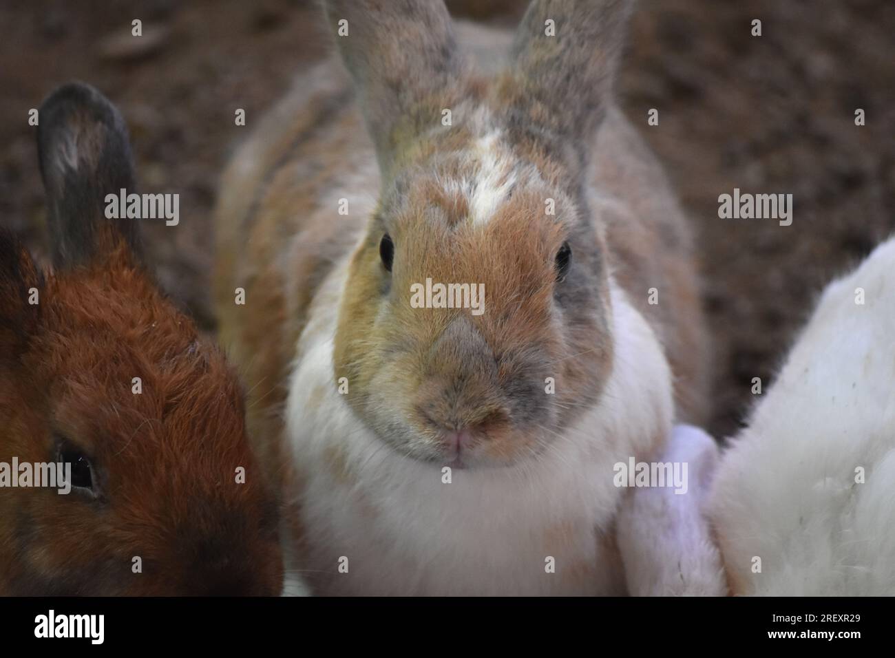Adorable furry white baby bunny rabbit Stock Photo - Alamy