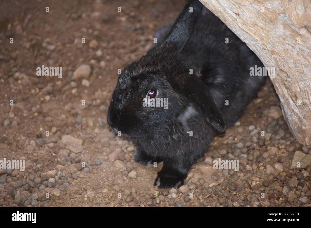 Cute black baby bunny rabbit under a log Stock Photo - Alamy