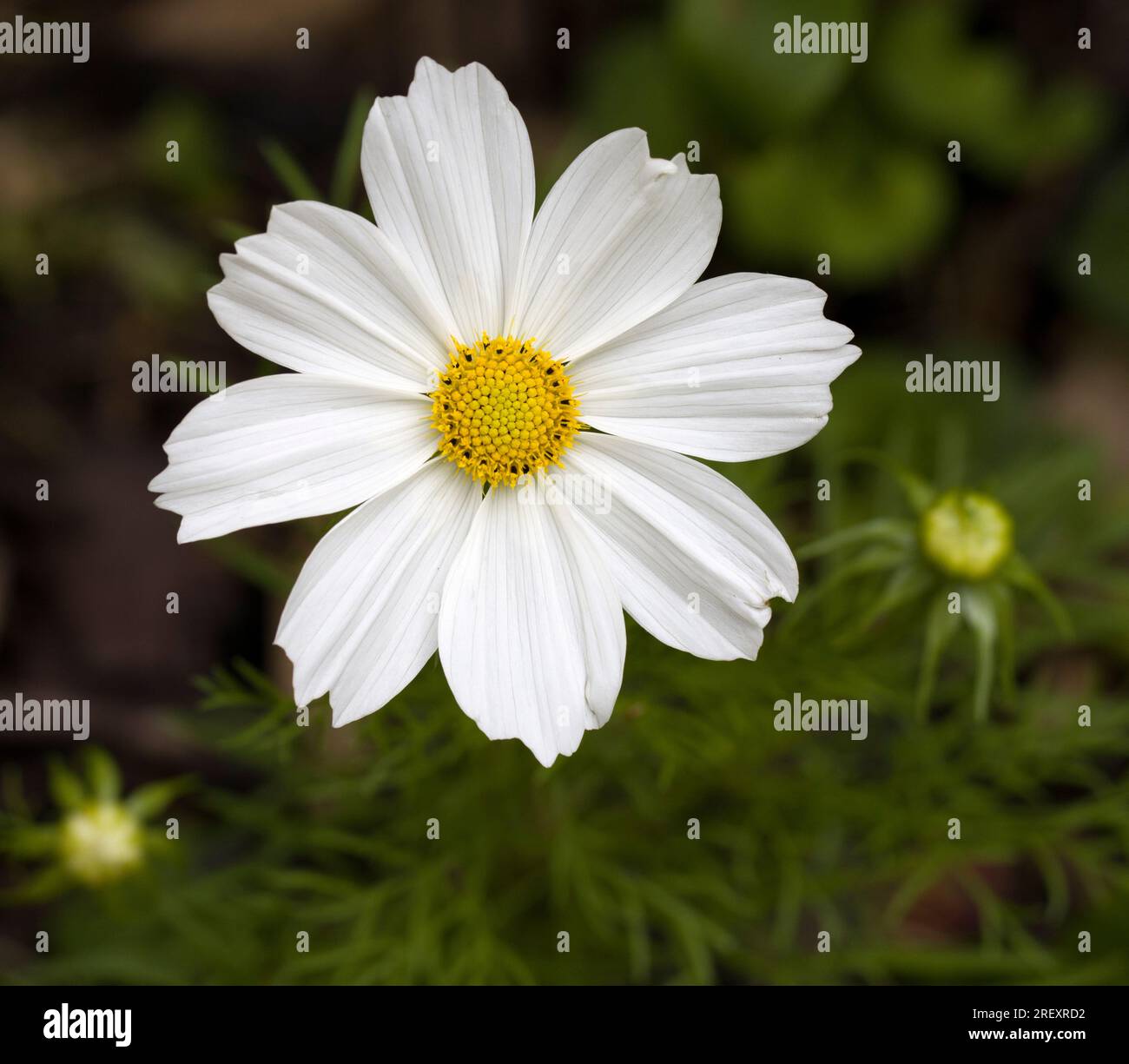 Garden cosmos bipinnatus plantae hi-res stock photography and images - Alamy