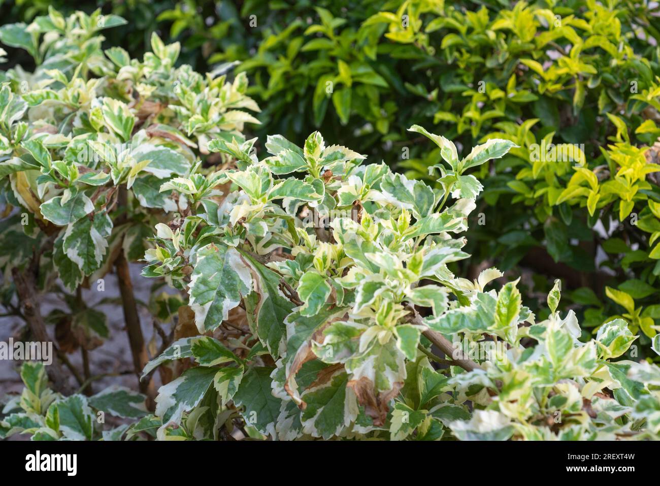 Azalea bush hi-res stock photography and images - Alamy