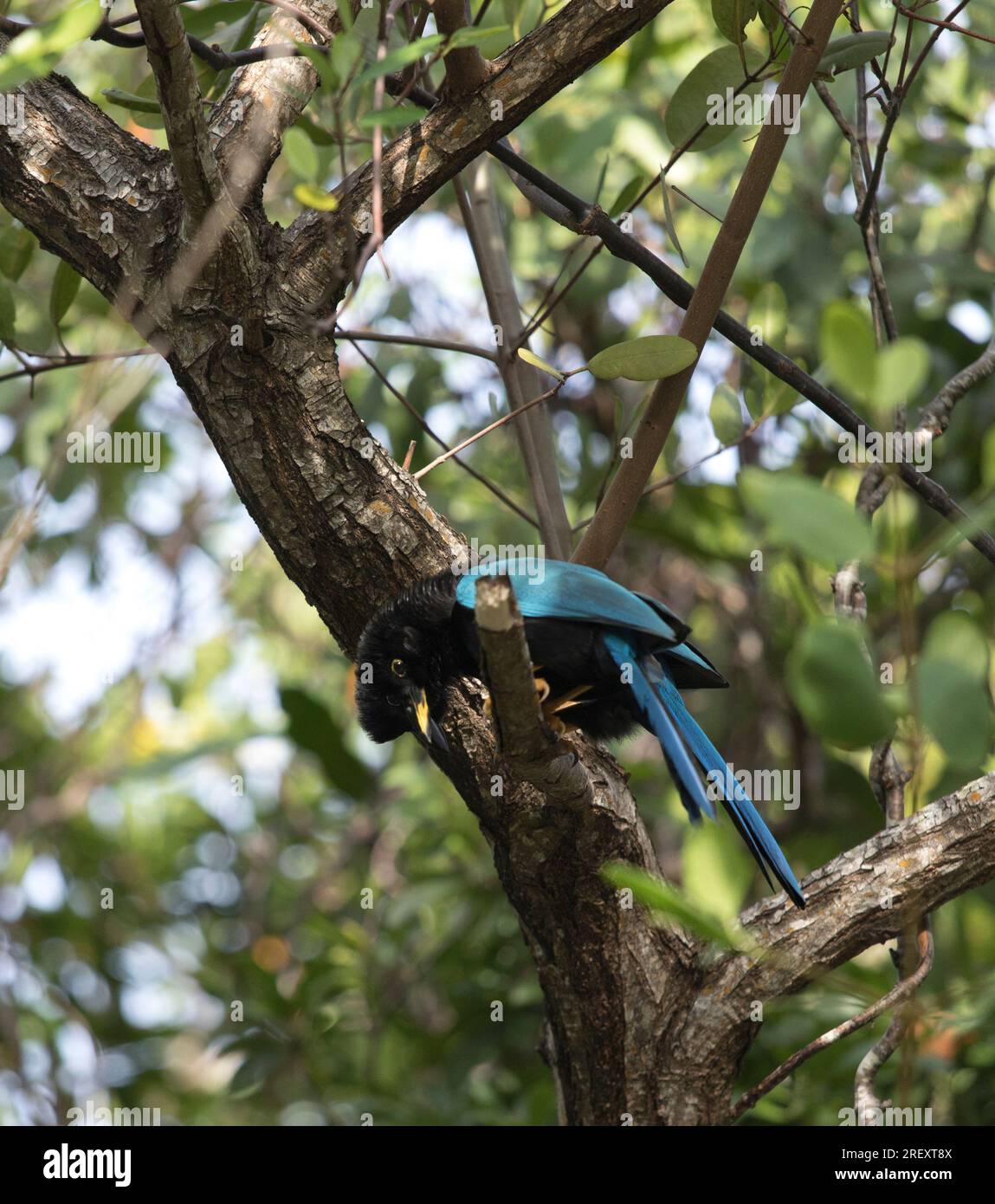 View of Yucatan jay bird in Mexico Stock Photo - Alamy