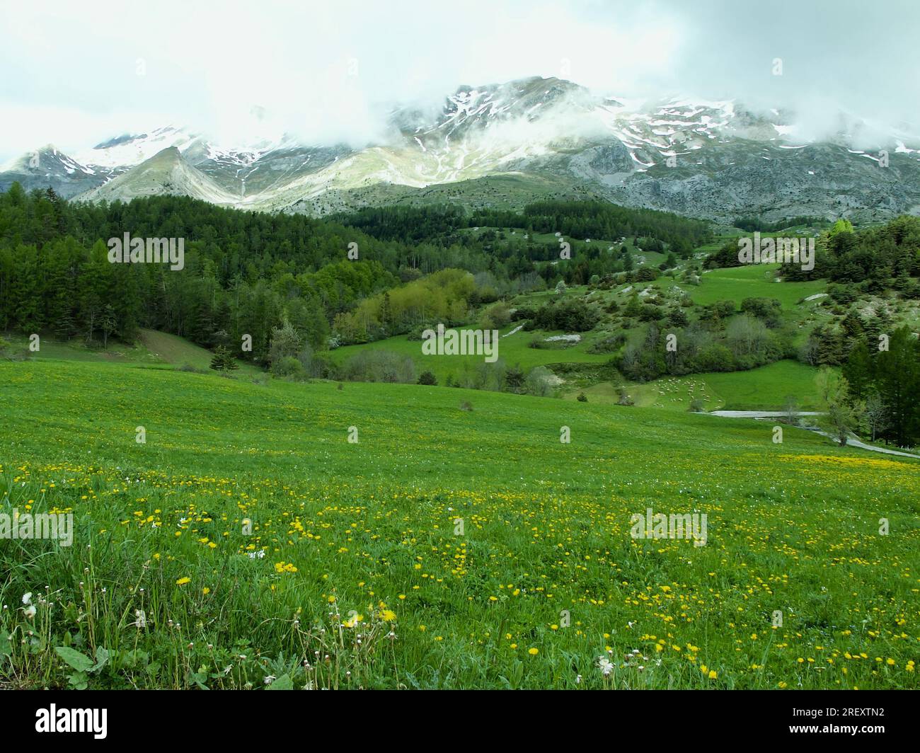 Rural landscape with fields and trees in front of Dévoluy massif in ...