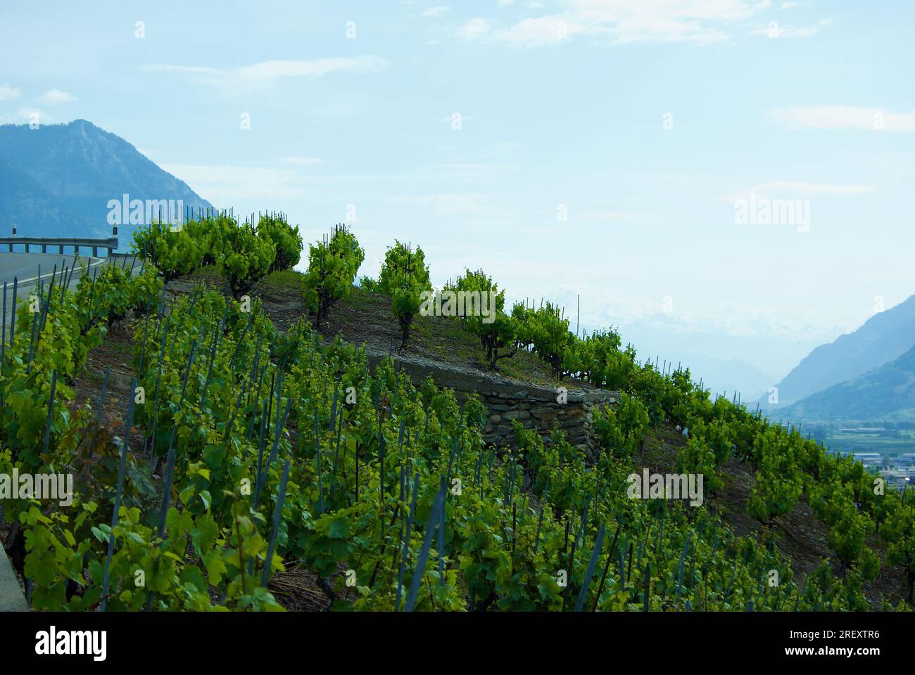 Viticulture terrace hi-res stock photography and images - Alamy