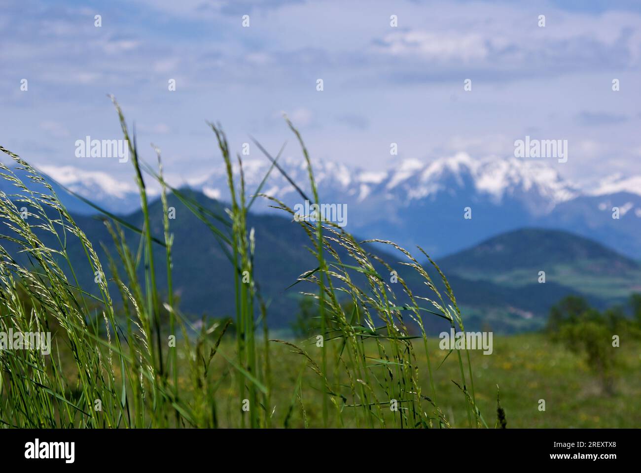 Straw of grass on a field in a French rural landscape with a snowy ...