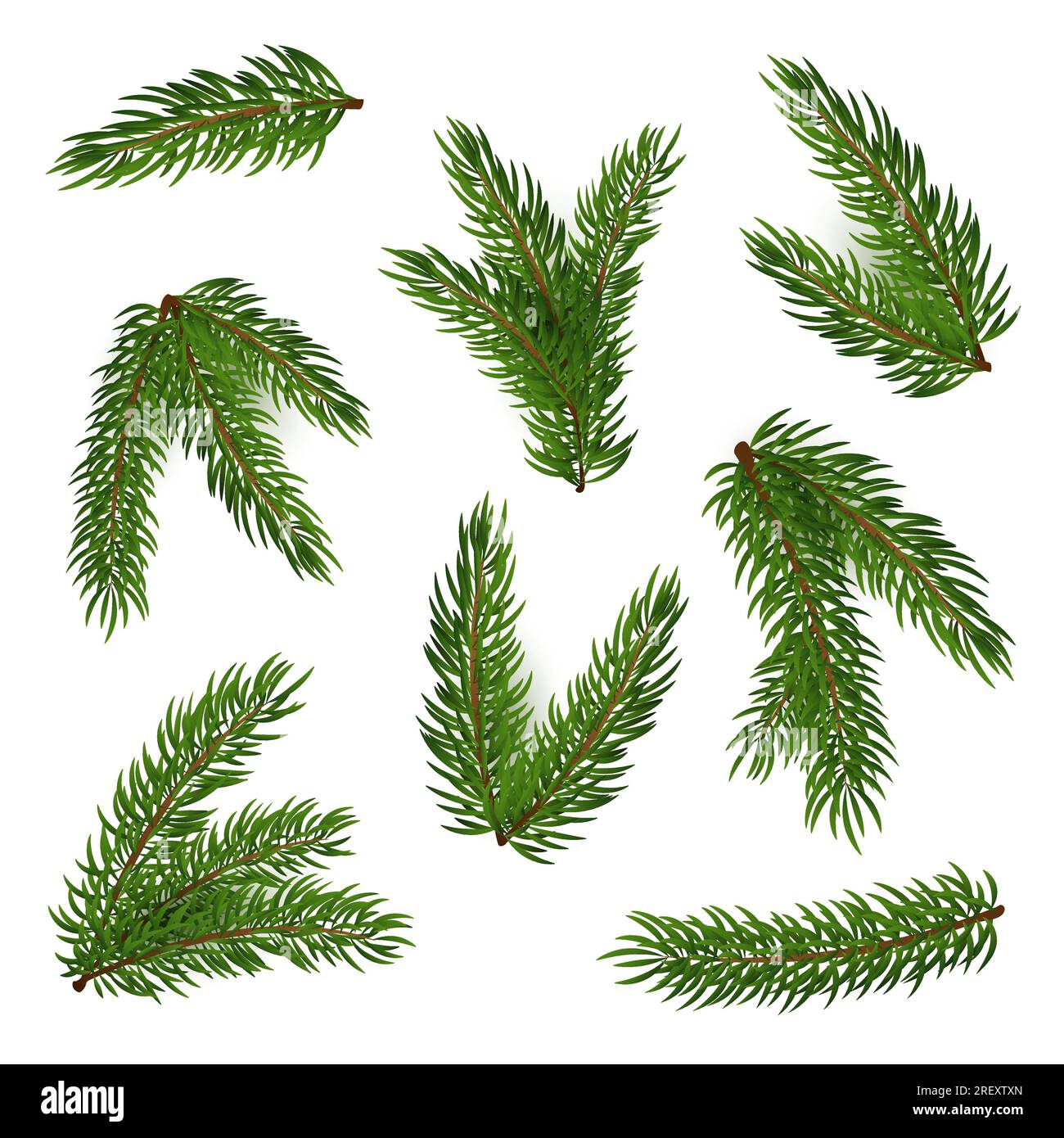 Fresh green spruce twigs Cut Out Stock Images & Pictures - Alamy