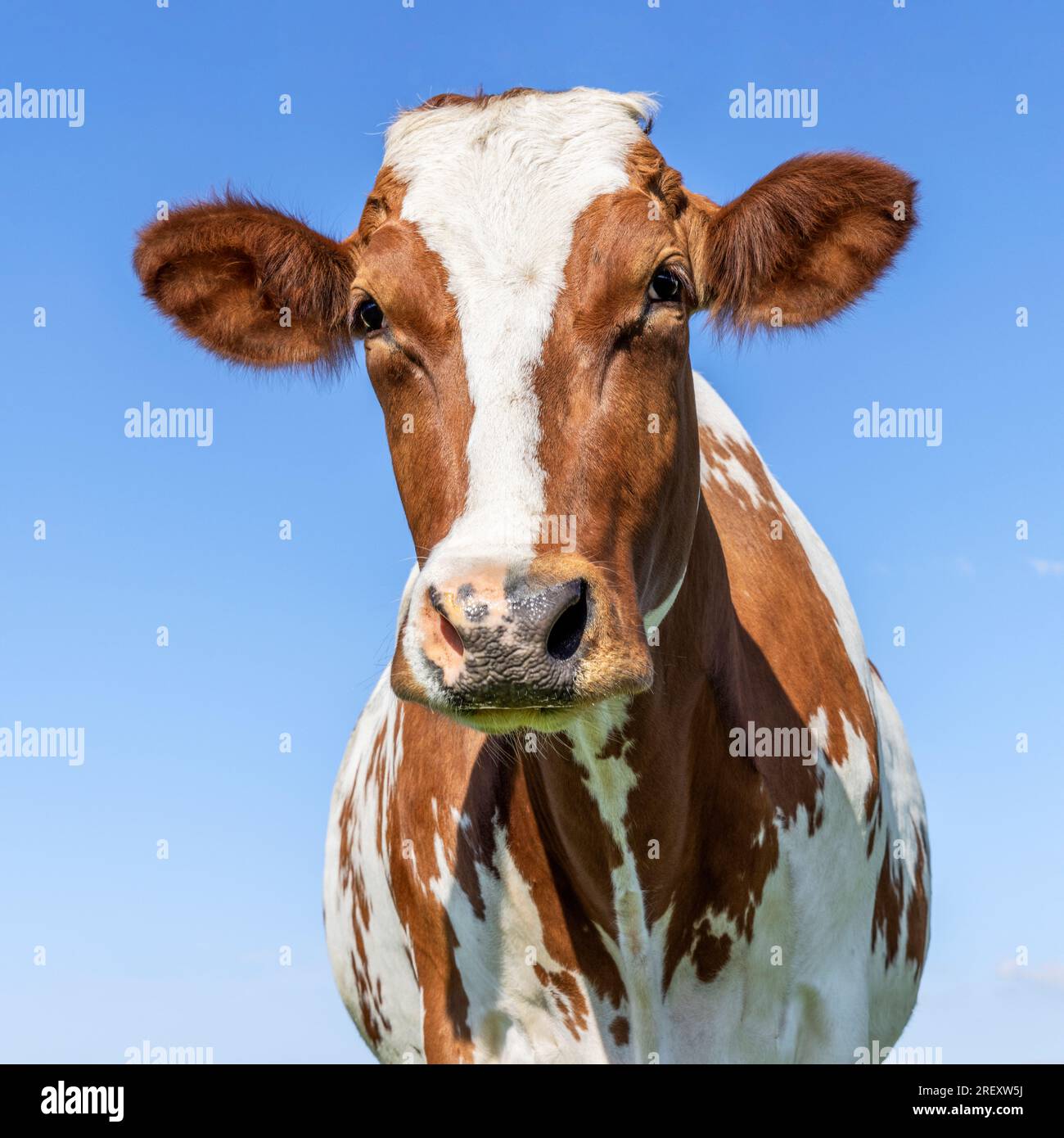 Milk cow portrait, a cute red bovine, with white blaze and pink nose ...