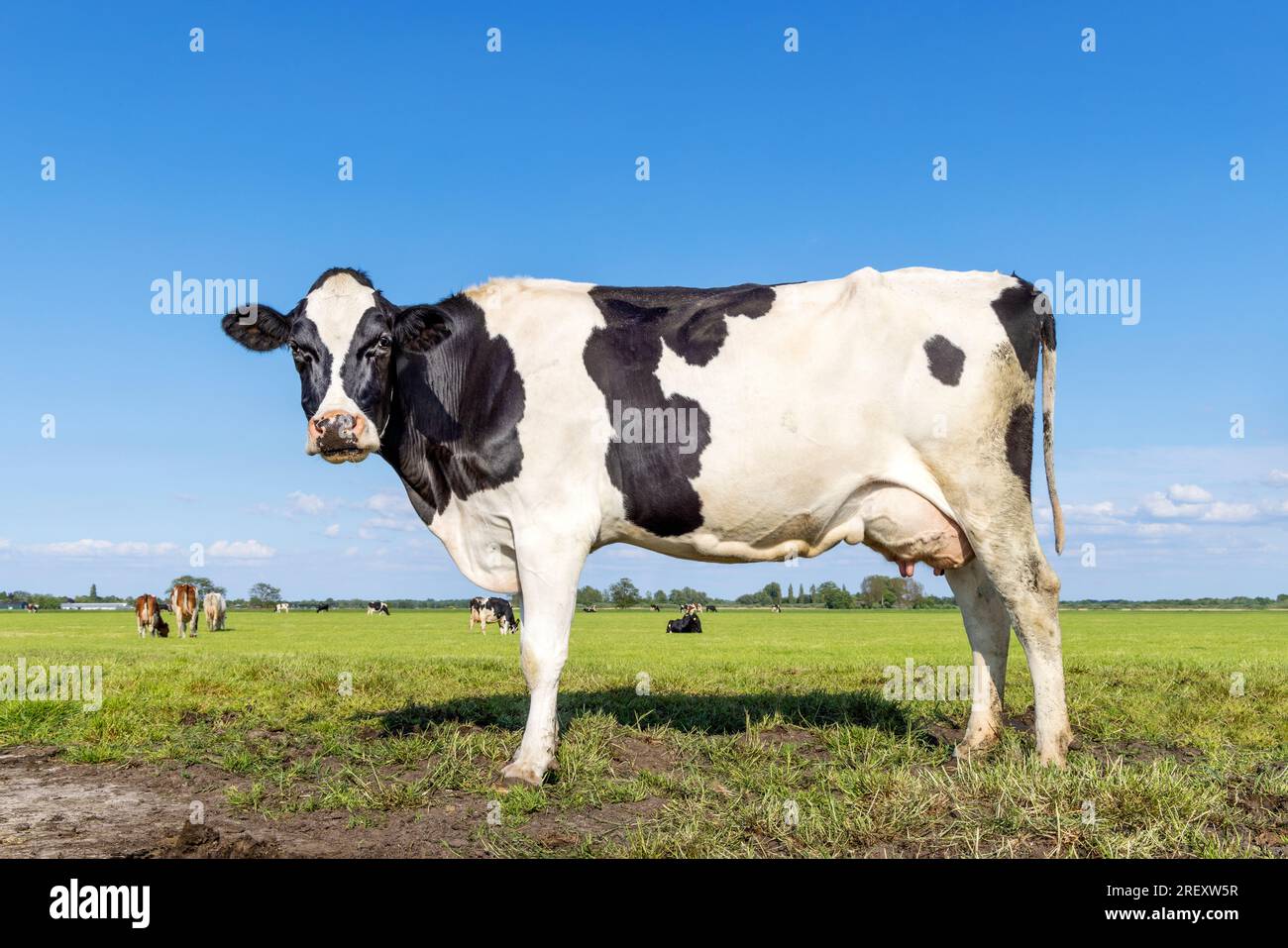 1 Cow full length side view in a field black and white, standing milk ...
