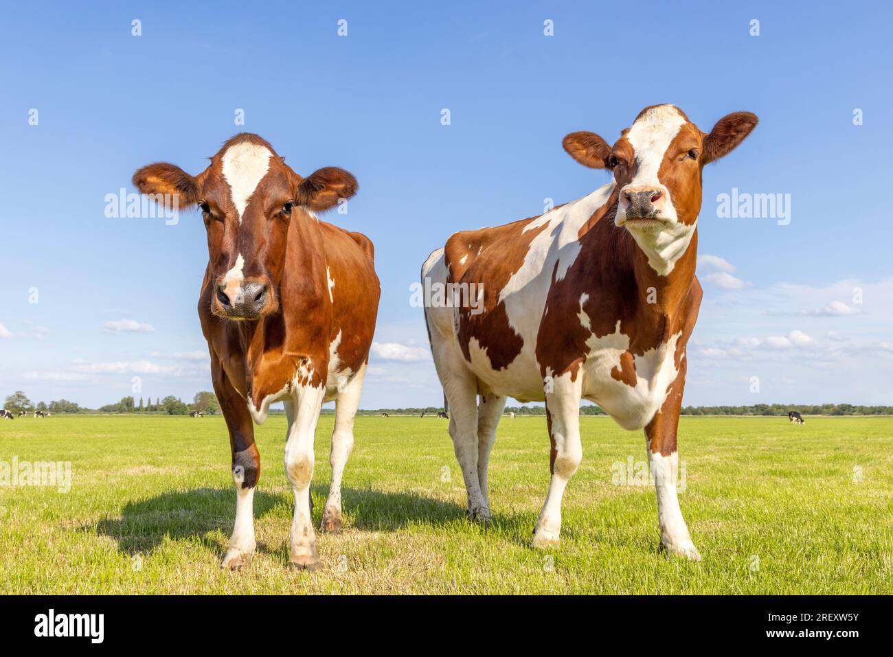 2 cows, couple looking curious red and white, in a green field under a ...