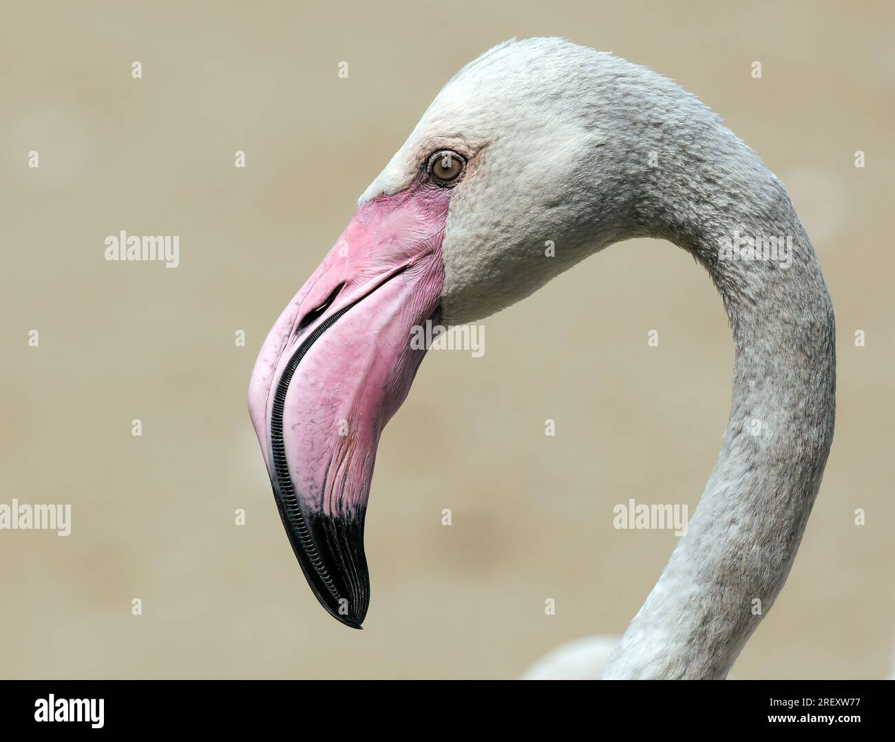 Flamant rose hi-res stock photography and images - Alamy