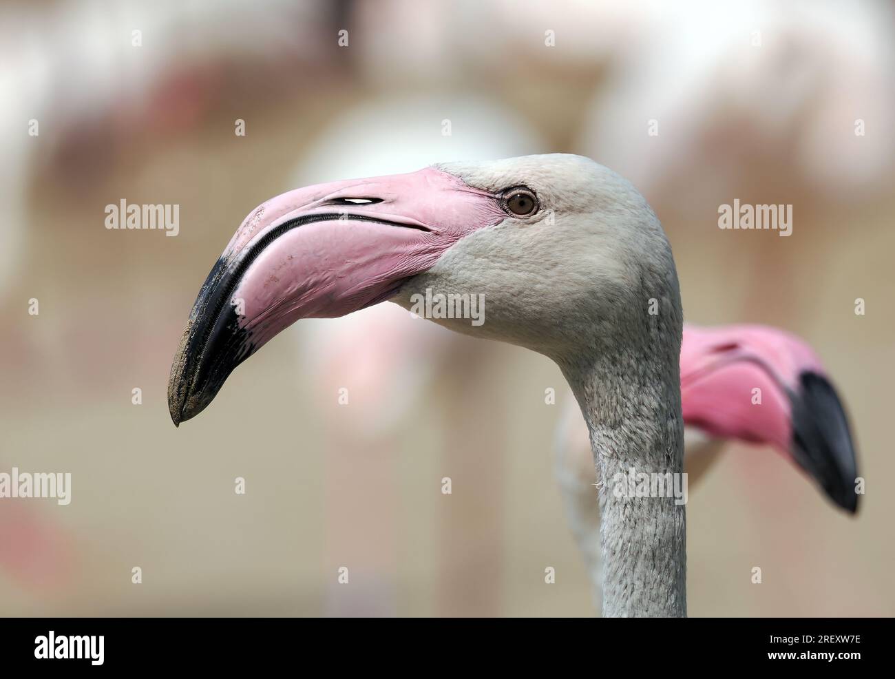 Greater flamingo, Rosaflamingo, Flamant rose, Phoenicopterus roseus ...