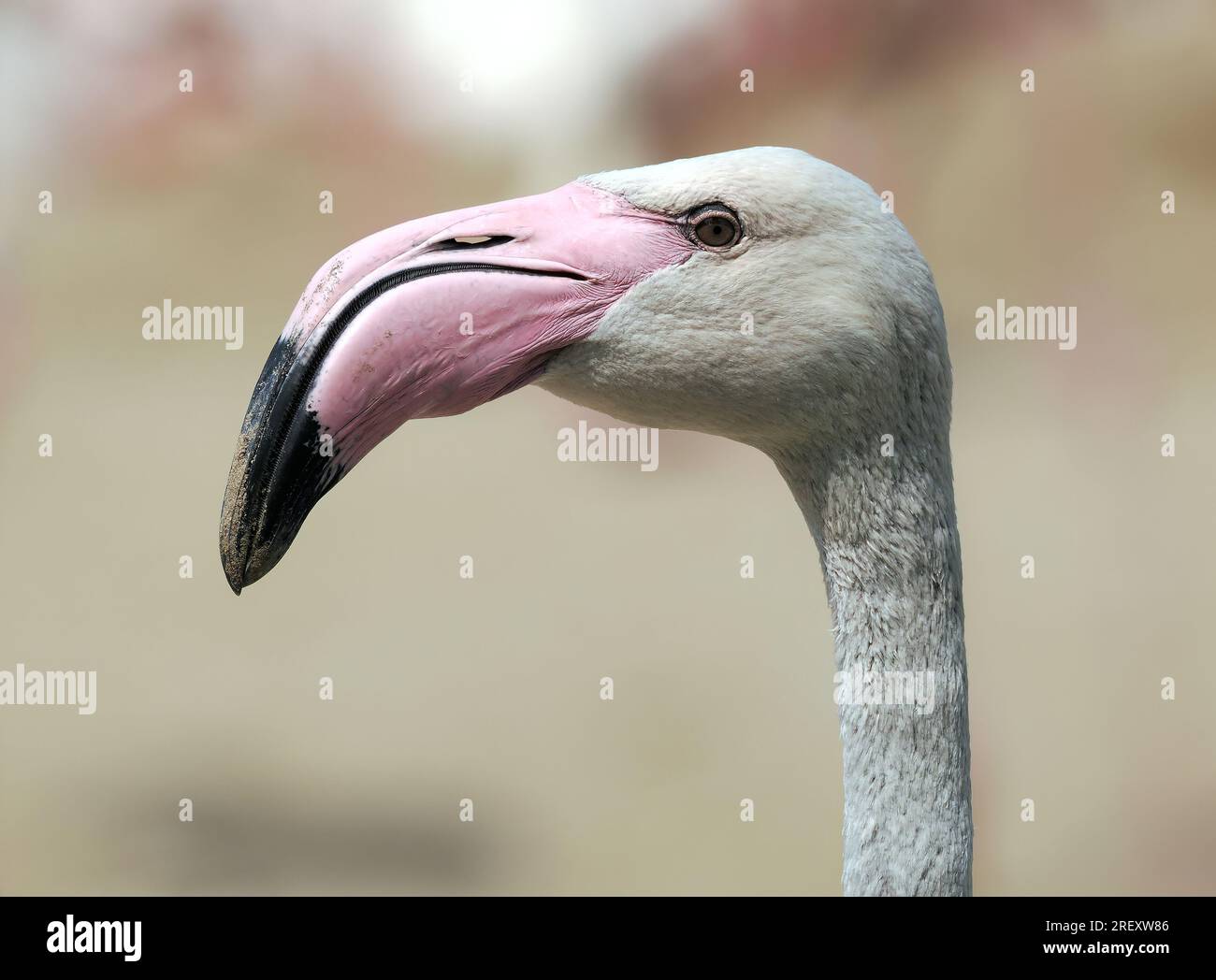 Greater flamingo, Rosaflamingo, Flamant rose, Phoenicopterus roseus ...