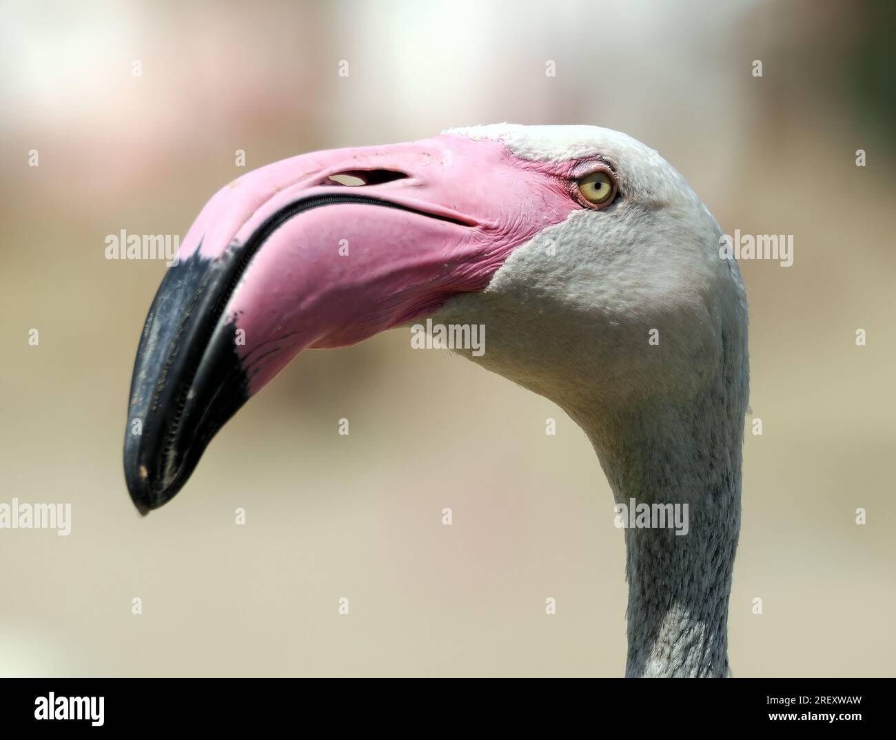 Flamant rose hi-res stock photography and images - Alamy