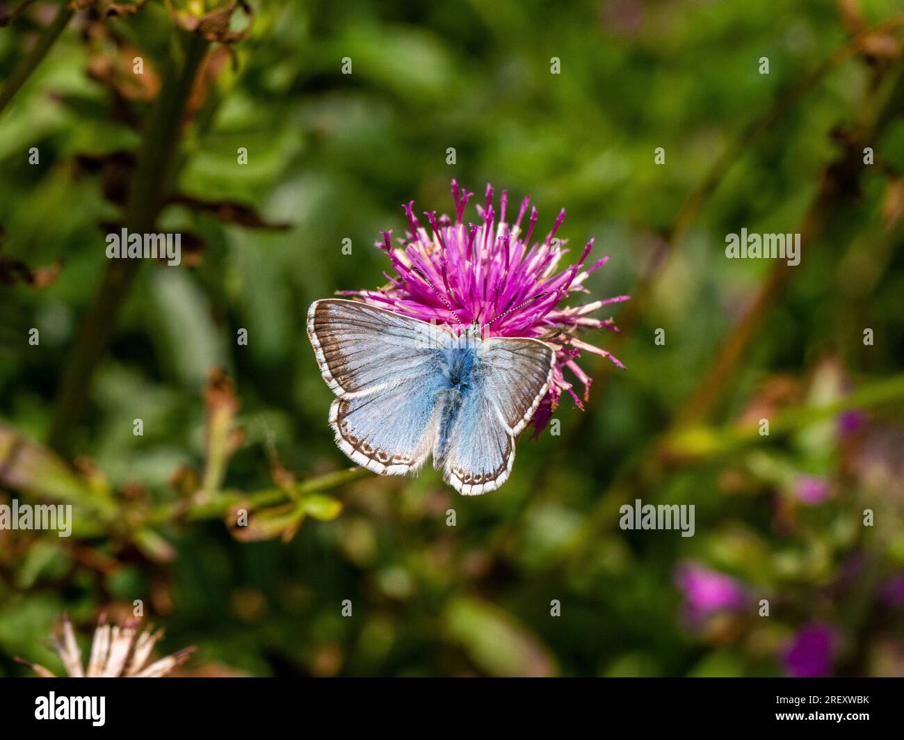 Chalk-Hill Blue butterfly Lysandra coridon on St Catharine's Hill in ...